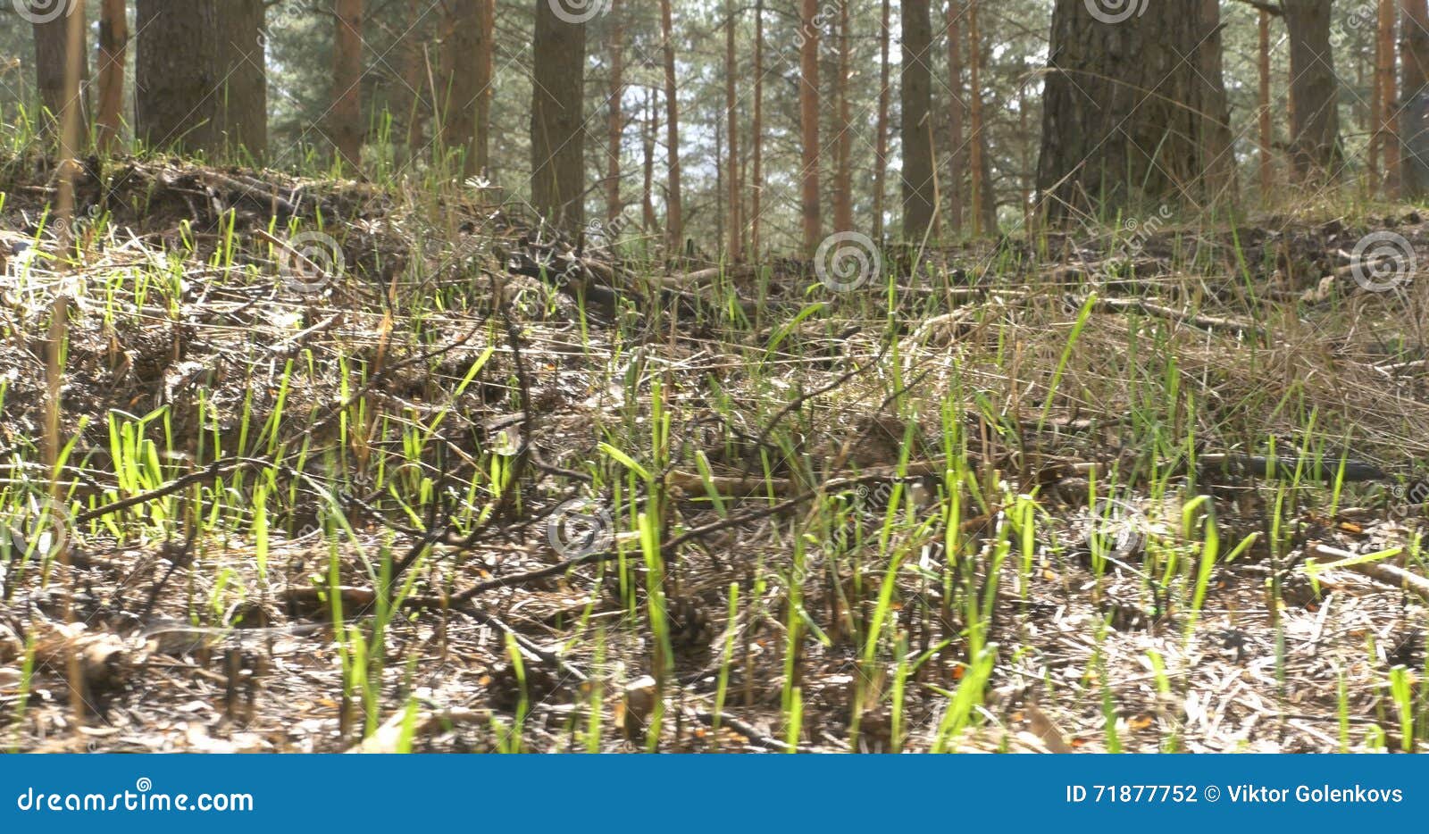 Half Burned Forest Charred Pine Trees in Forest Stock Footage - Video ...