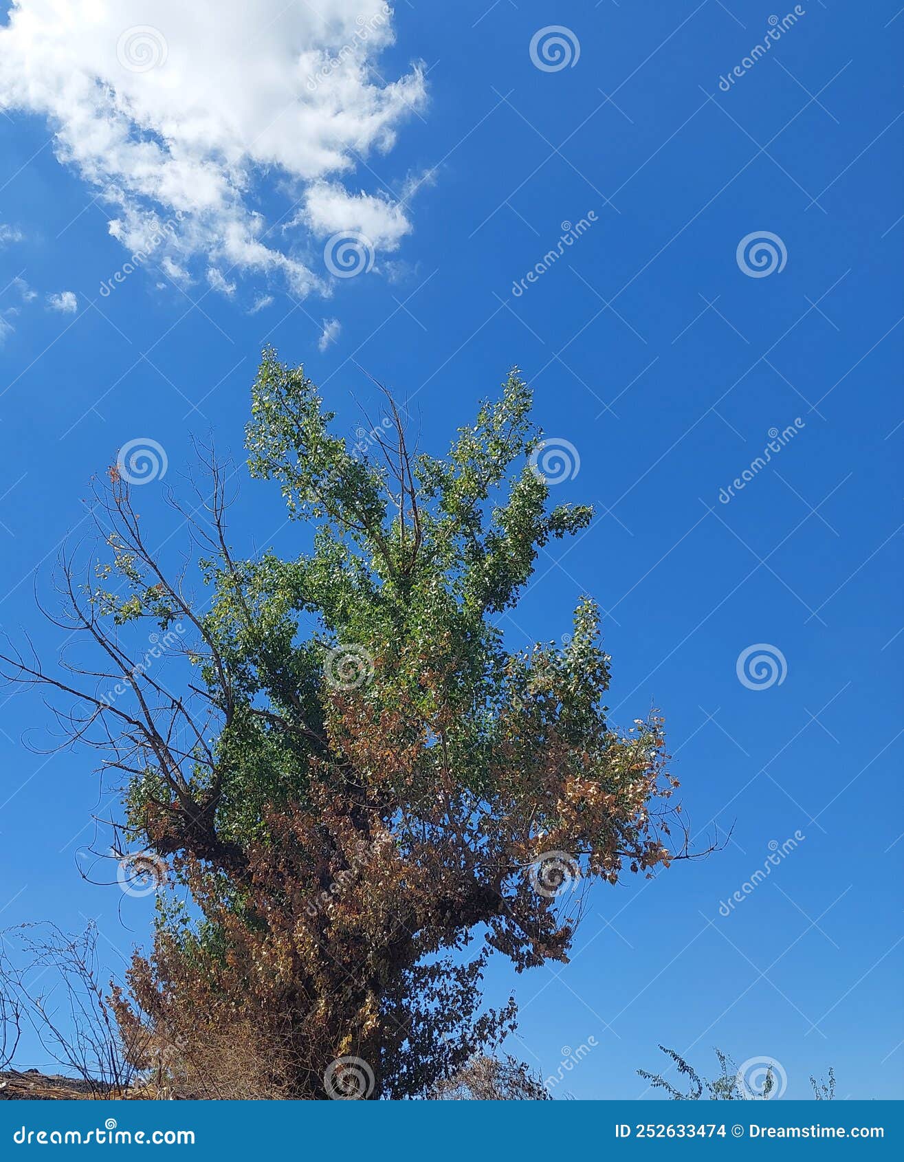 Half Burned Tree Along the Road Stock Photo - Image of leaf, road ...
