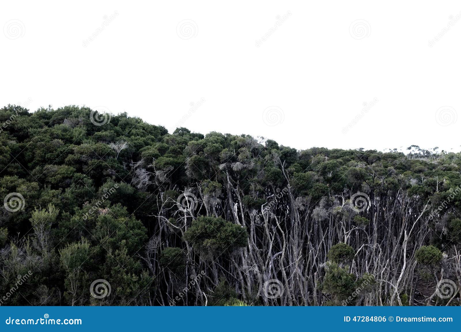 Half burnt forest stock photo. Image of burnt, clear - 47284806