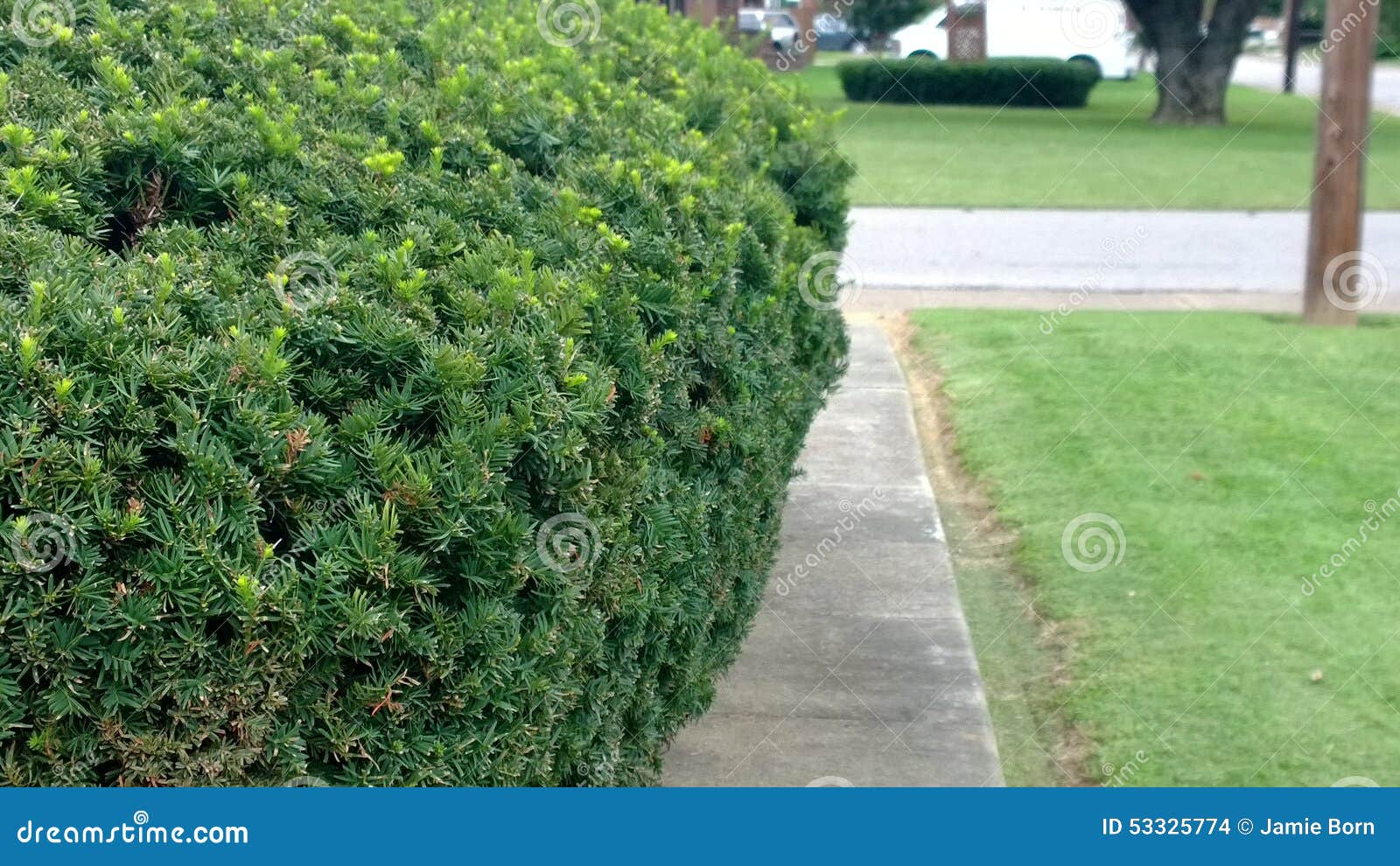 Half Bush stock photo. Image of good, cluster, backround - 53325774