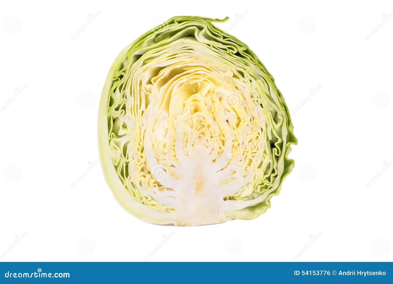 Half cabbage stock photo. Image of slice, food, green - 54153776