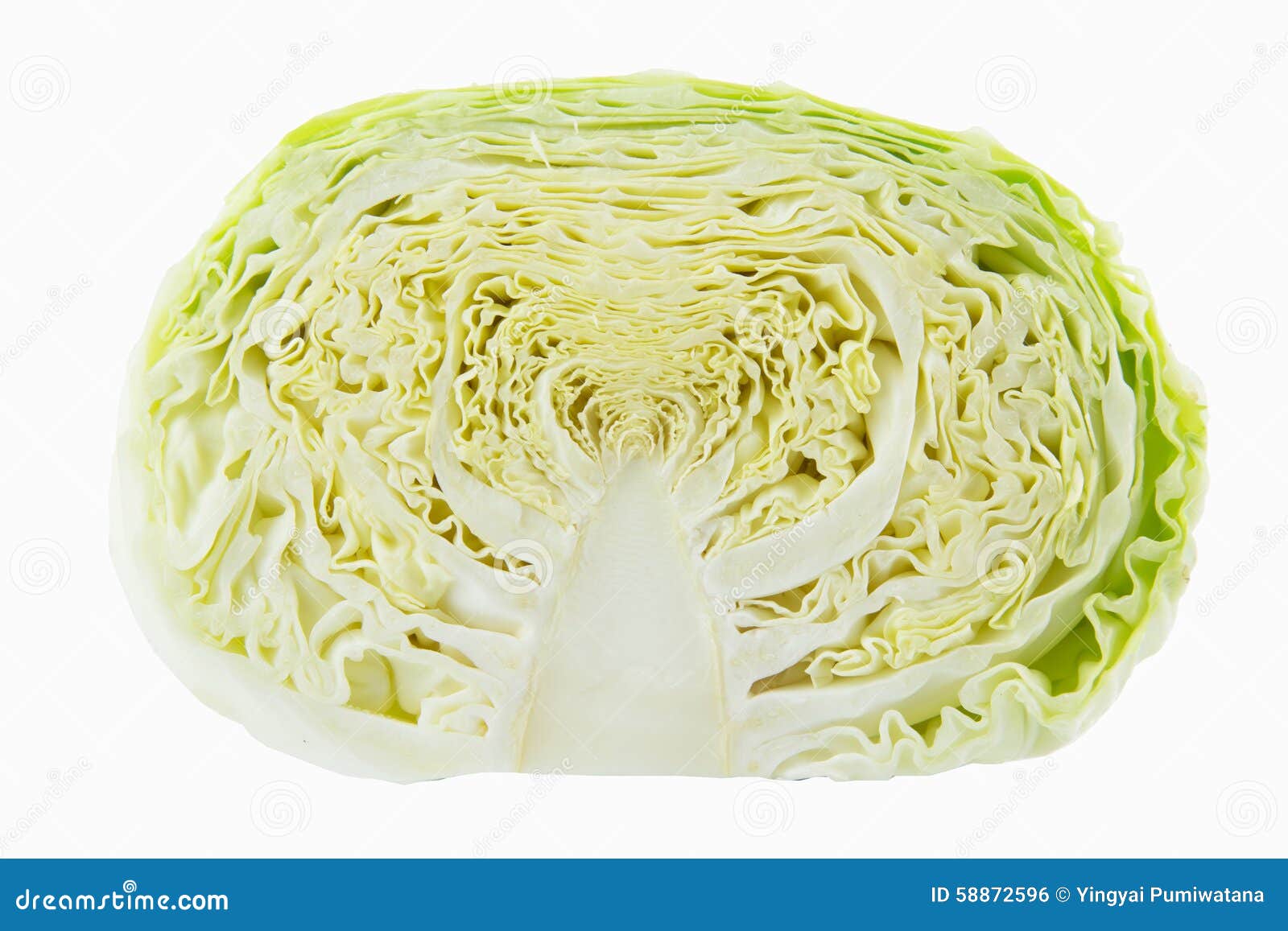Half cabbage stock photo. Image of closeup, round, fresh - 58872596