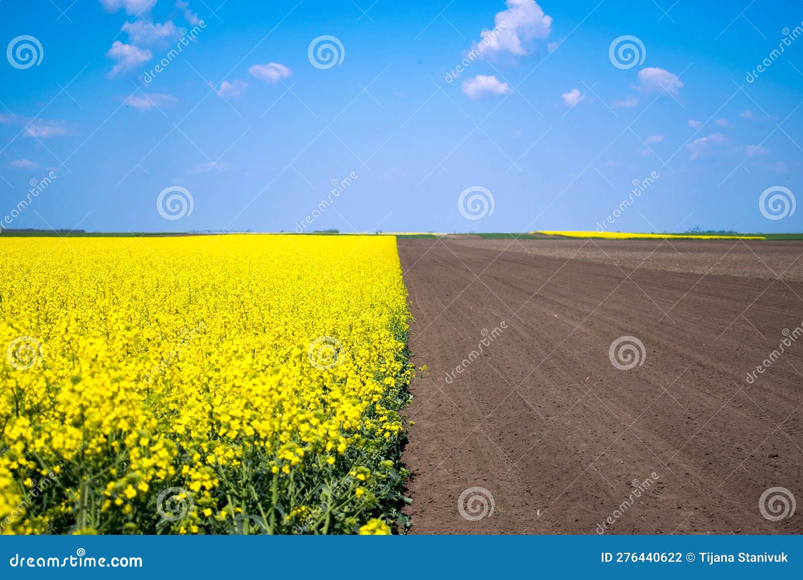 Half canola half field stock photo. Image of colorful - 276440622
