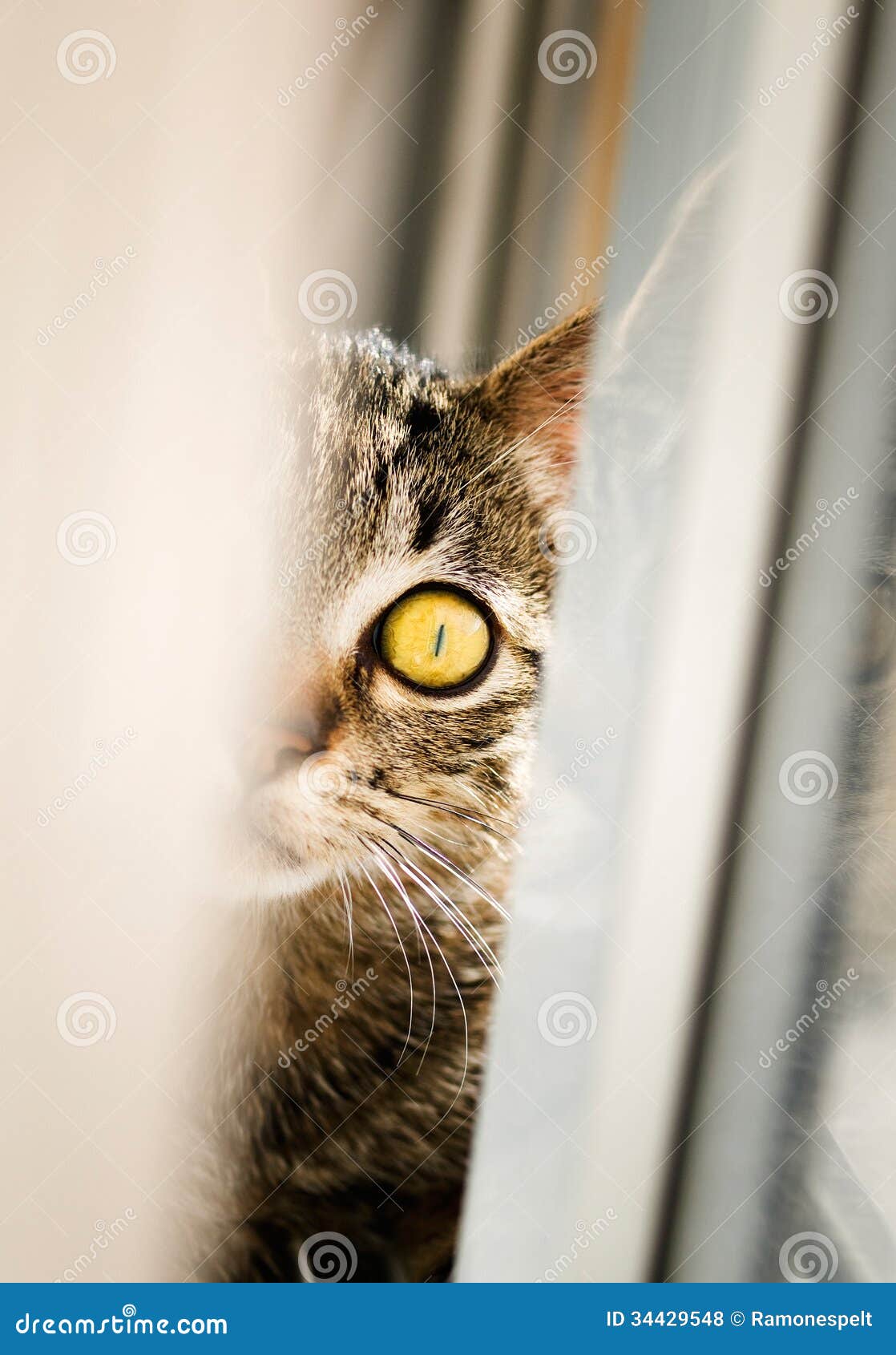 Half cat portrait stock photo. Image of cute, green, furry - 34429548