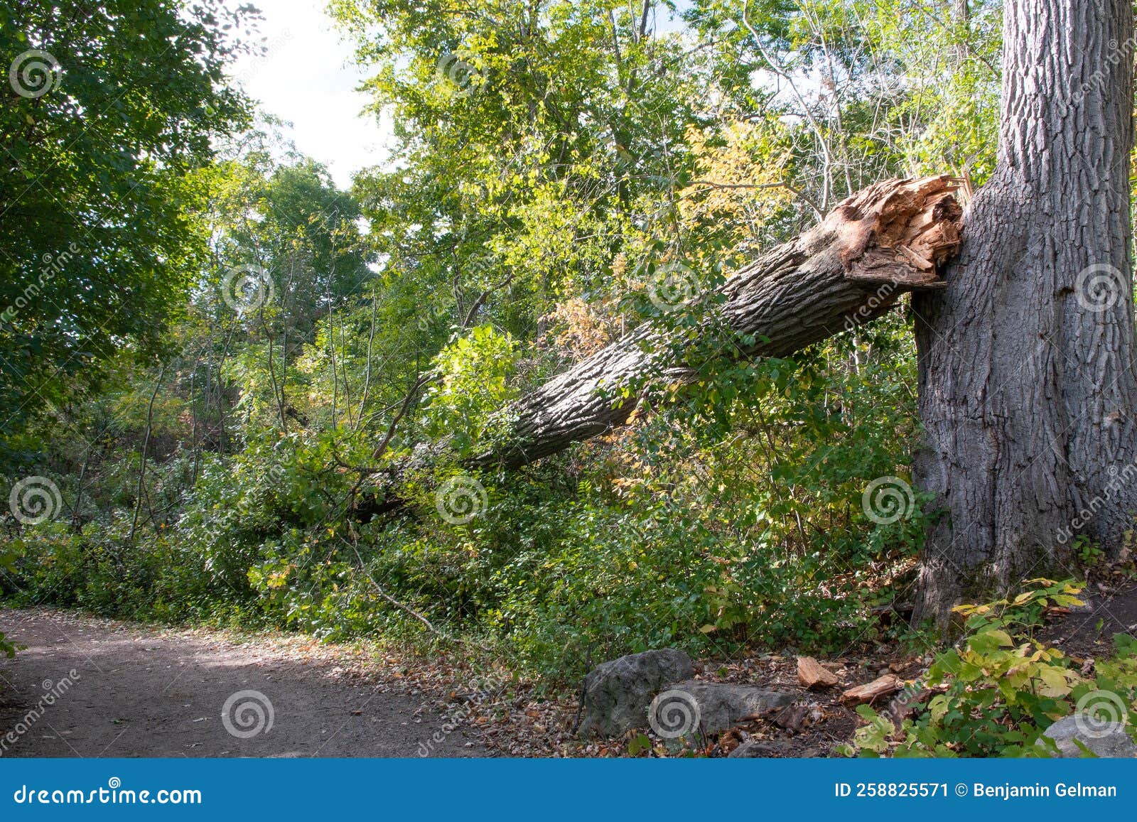 Half a Centuries-old Oak Was Broken by a Night Storm Stock Image ...
