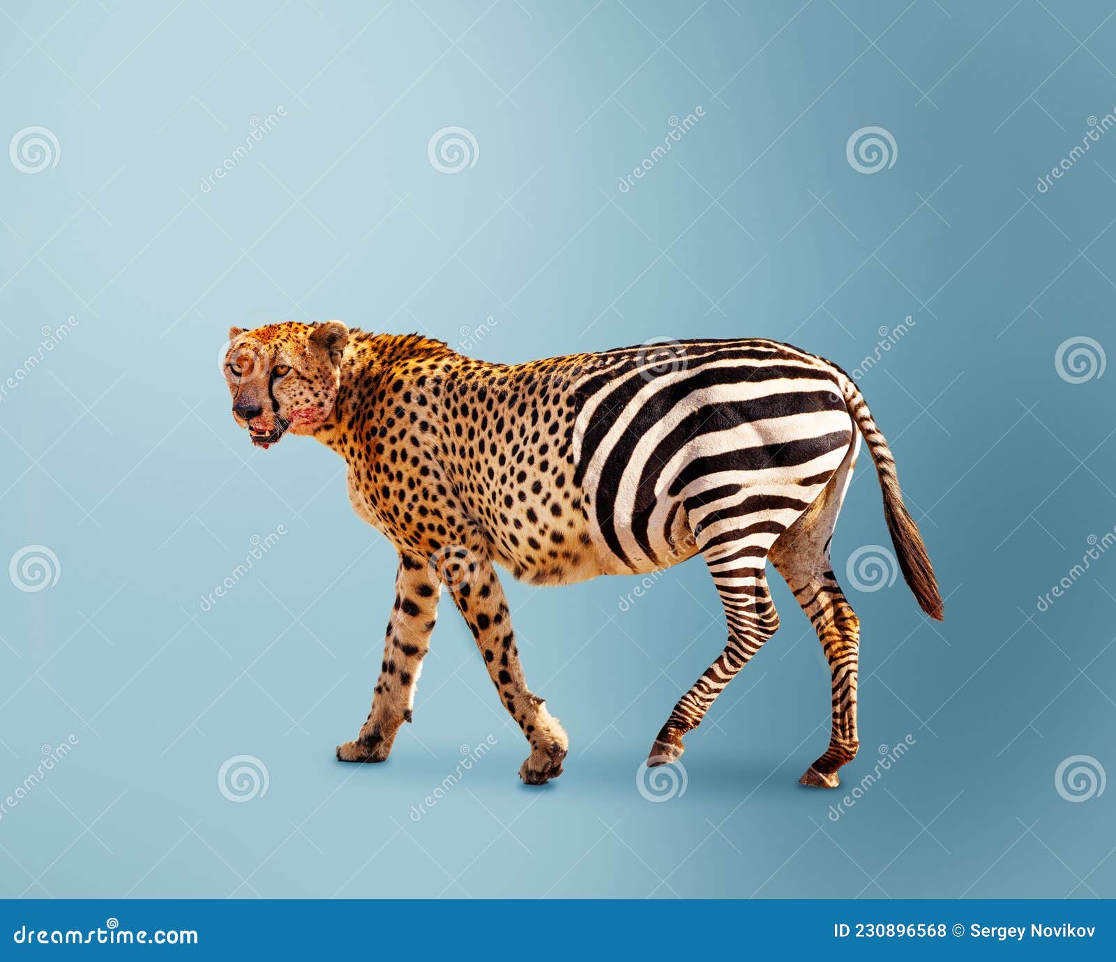 Cheetah Hunting Zebra
