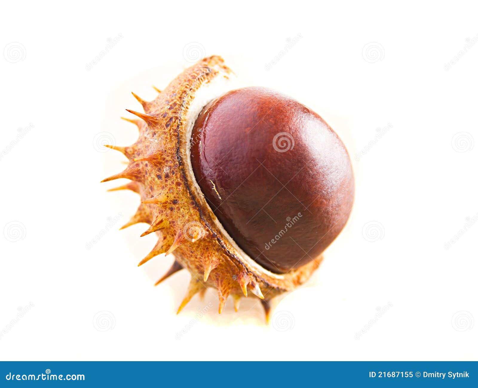 Half chestnut in shell stock image. Image of chestnut - 21687155