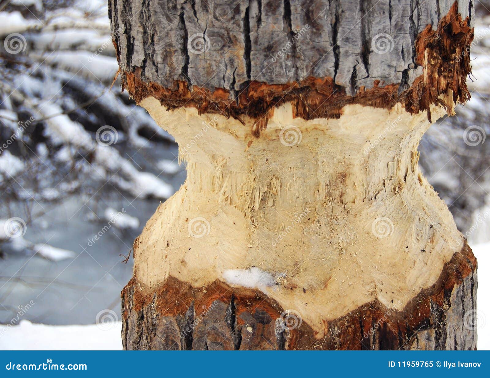 Half-chopped Tree in Show Forest Stock Image - Image of wood, brown ...