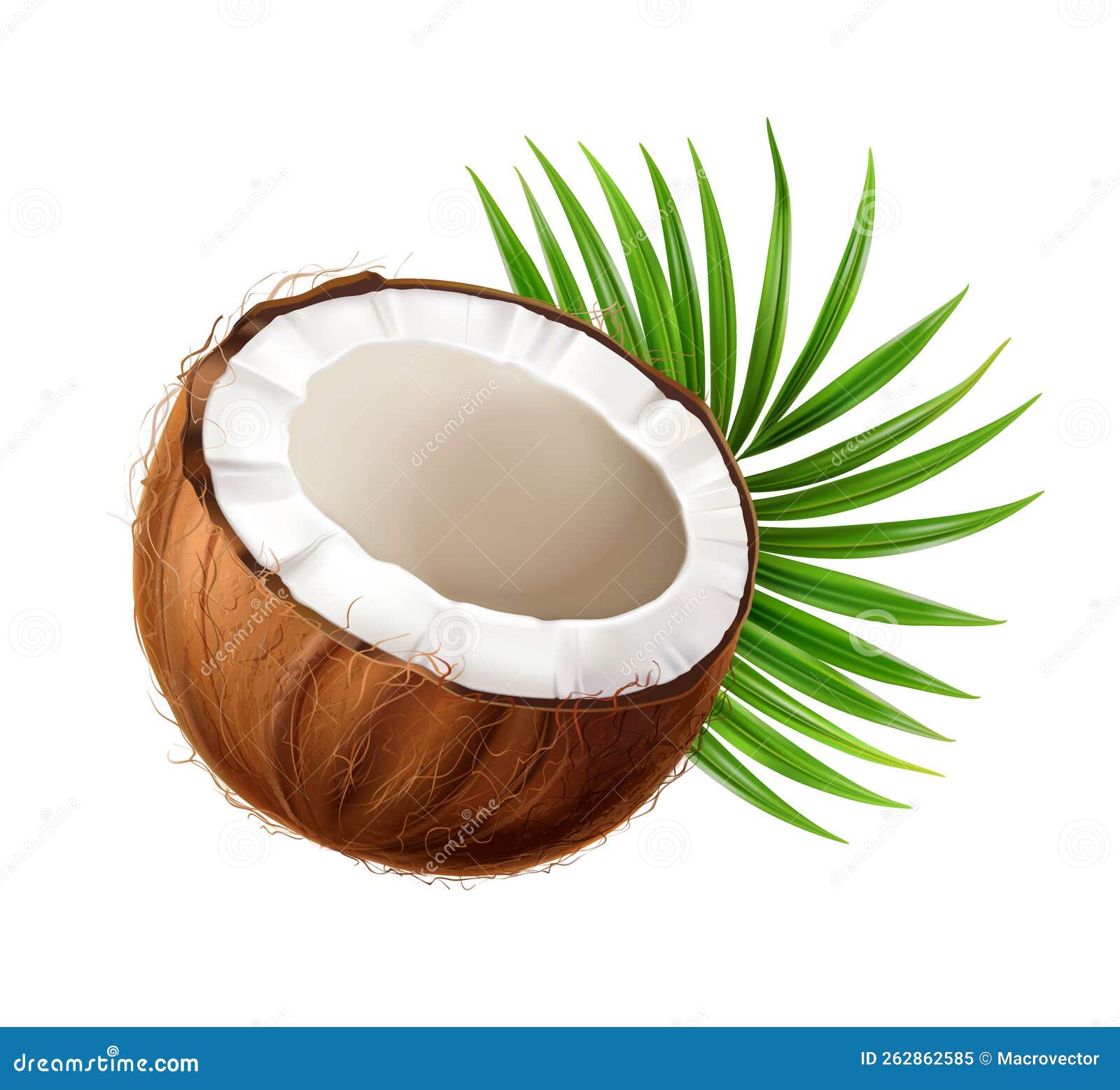 Coconut Realistic Set Vector Illustration | CartoonDealer.com #142482964