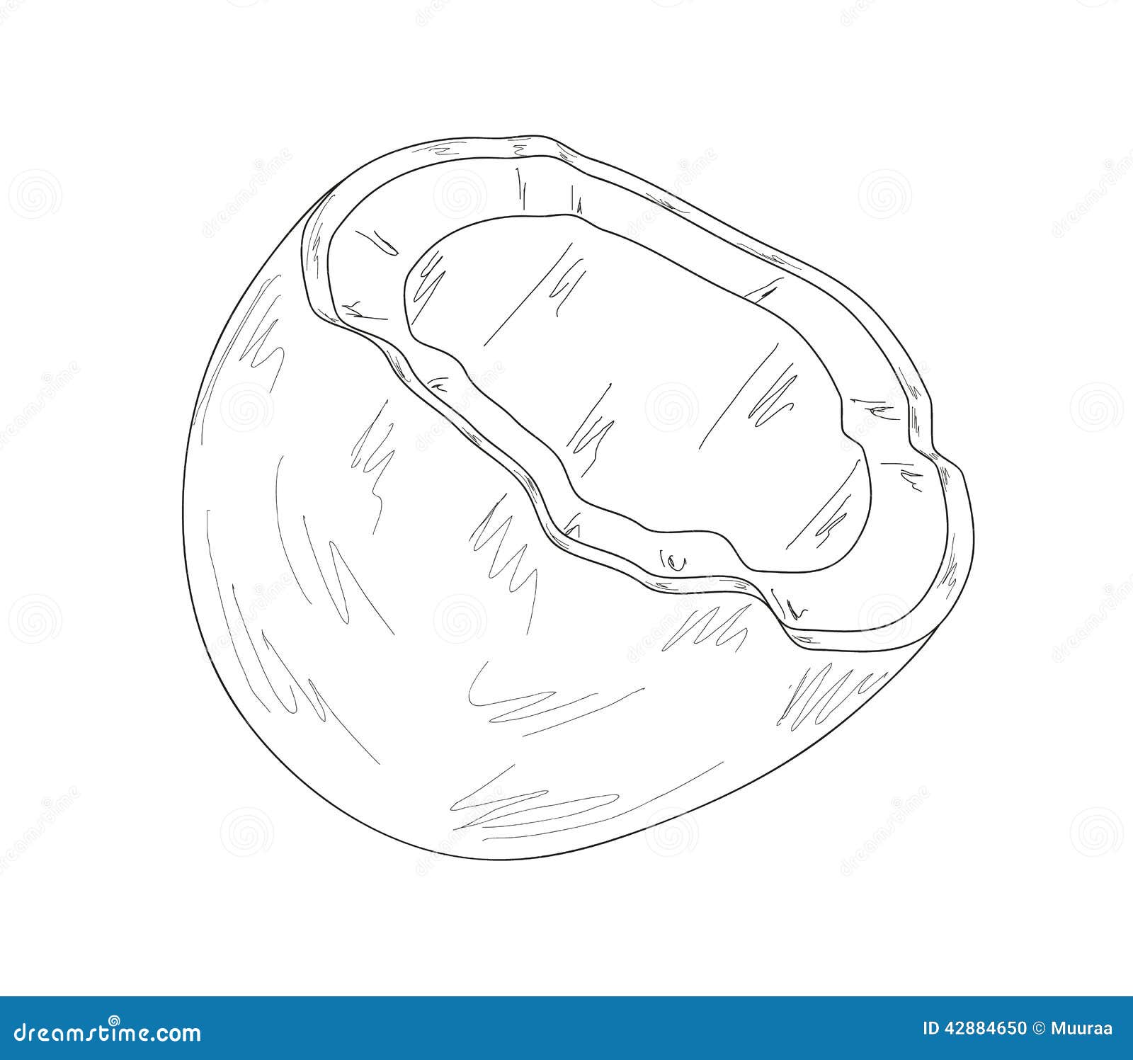 Half of the coconut stock vector. Illustration of eating - 42884650