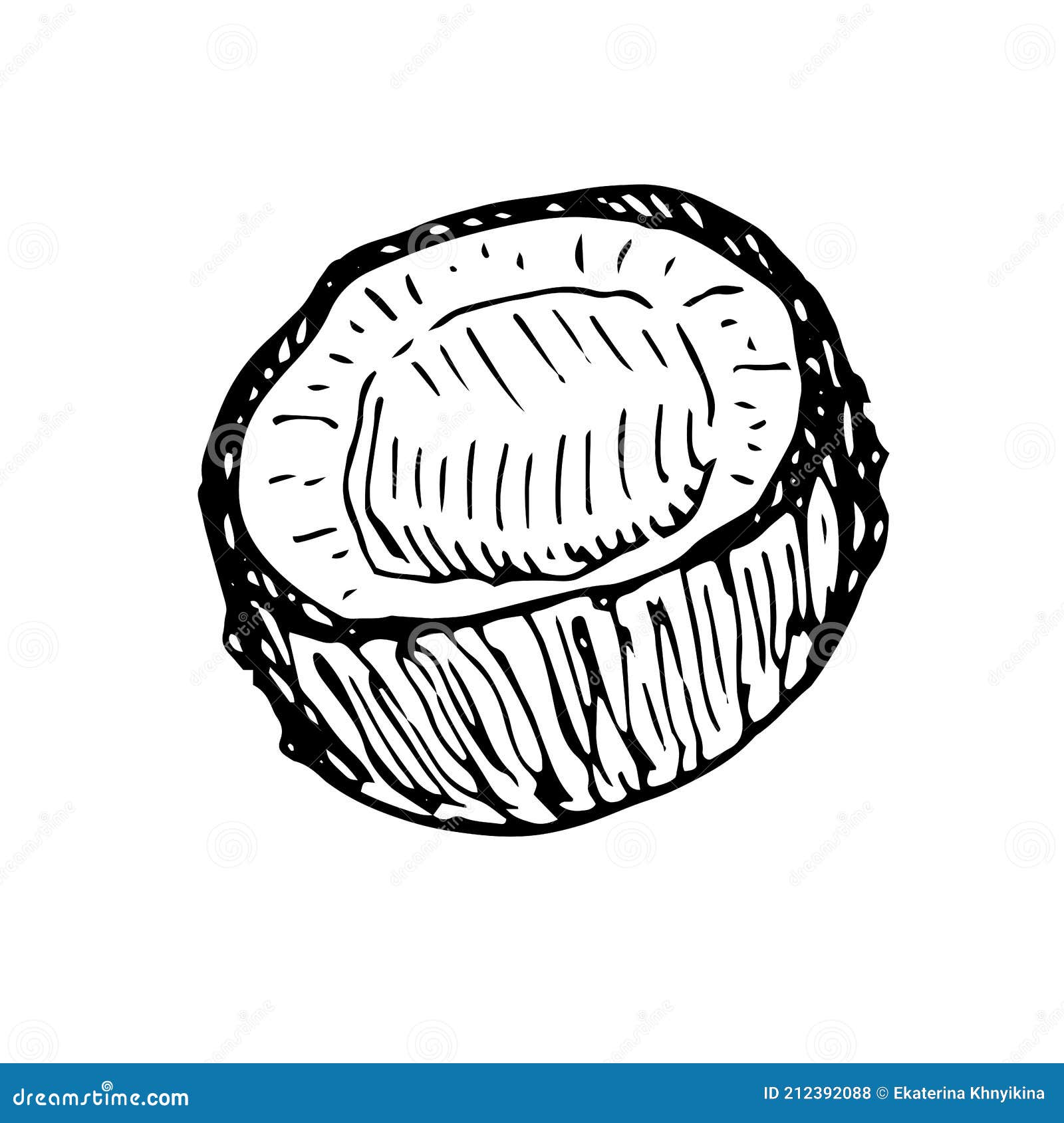 Half of Coconut, Vector Illustration, Hand Drawing, Sketch Stock Vector ...