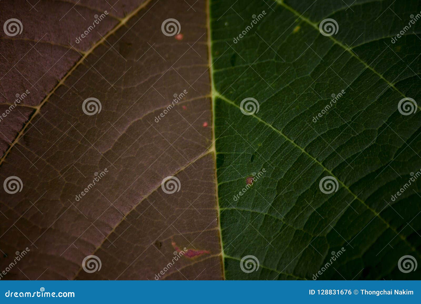 Half Color of Leaf Background. Stock Photo - Image of outdoor ...