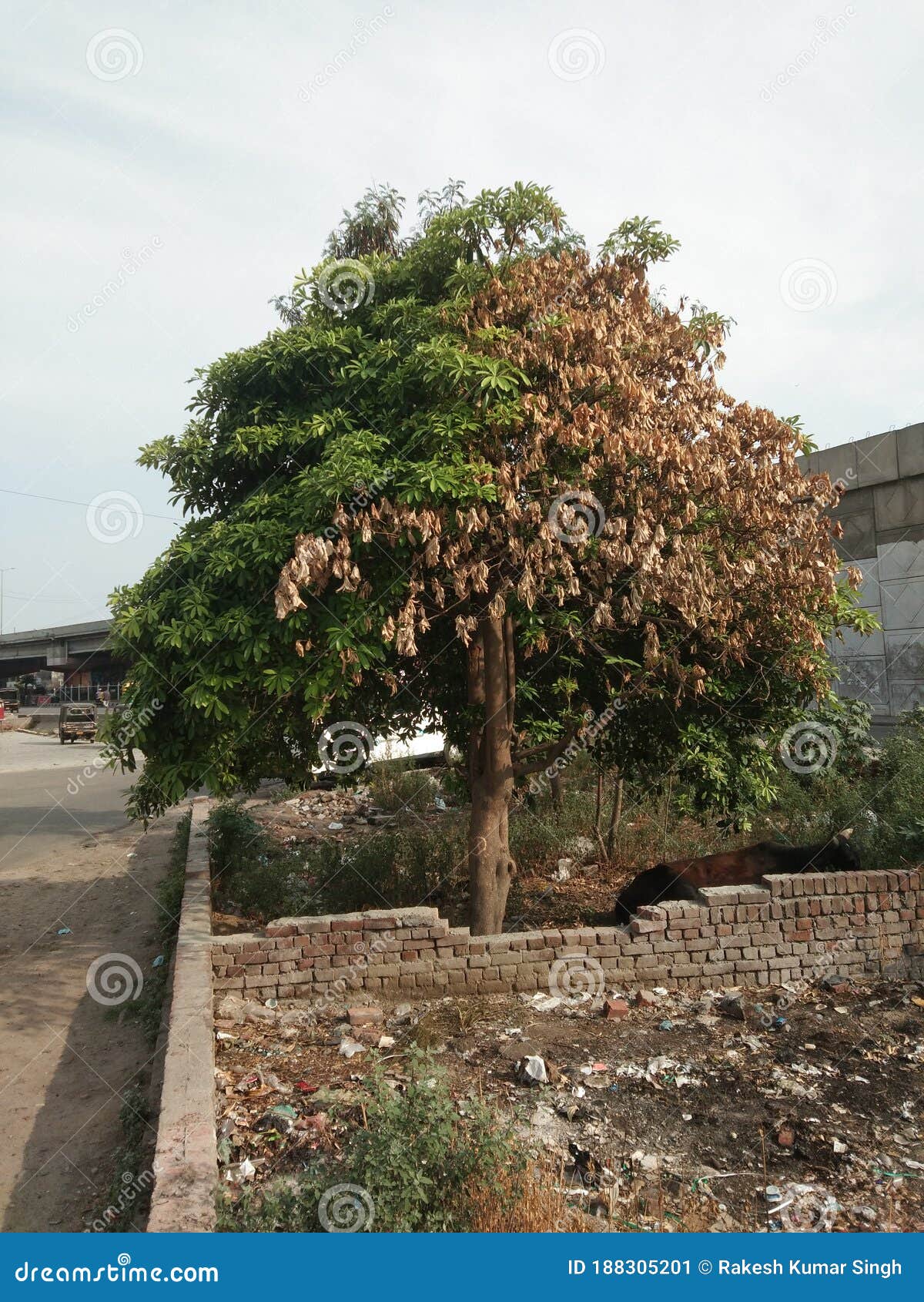 Half color tree stock image. Image of artwork, grunge - 188305201