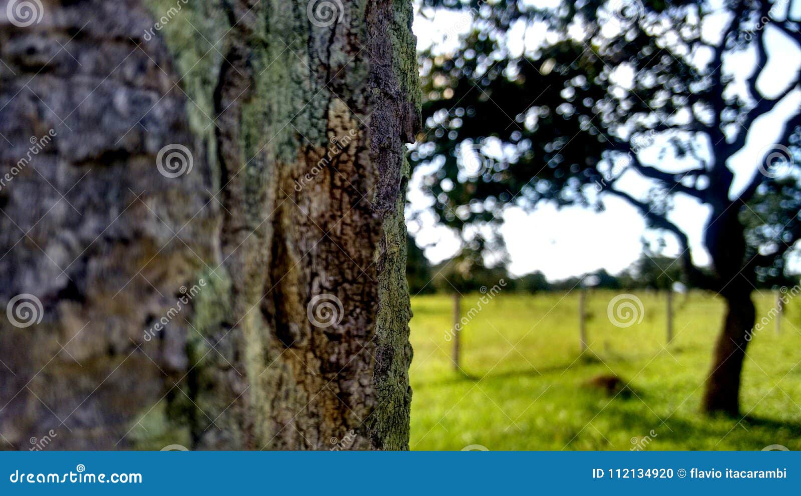 Half-colored bark tree stock photo. Image of tree, forest - 112134920