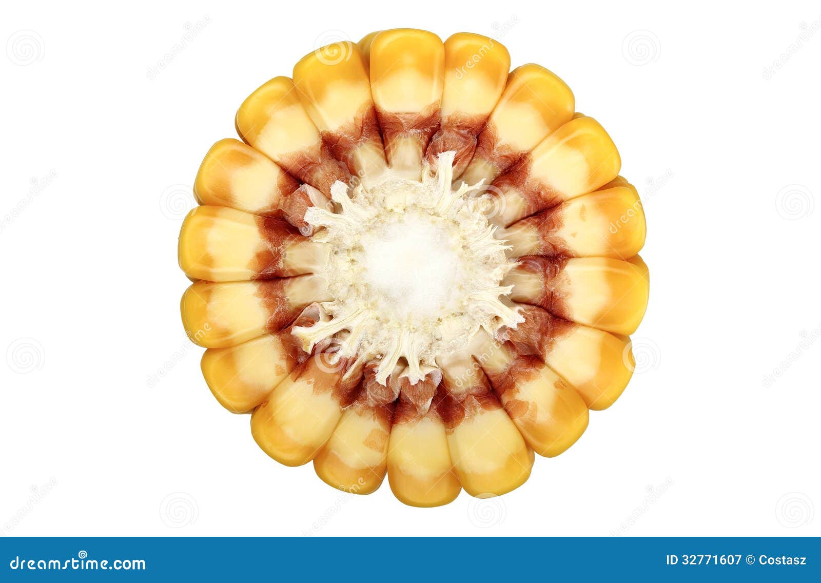 Half a corn stock image. Image of ripe, kernel, corn - 32771607