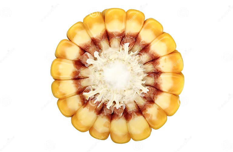 Half a corn stock image. Image of ripe, kernel, corn - 32771607