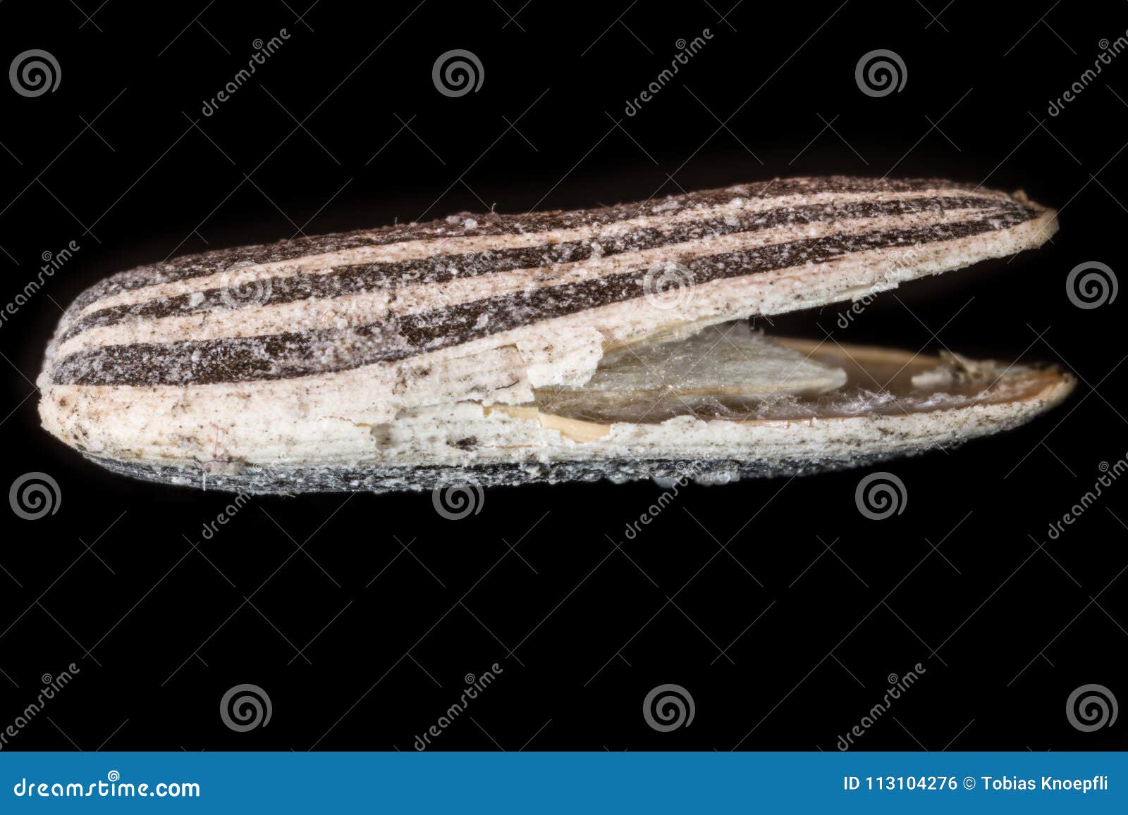 Half Cracked Open Sunflower Seed Stock Photo - Image of macro, seed ...