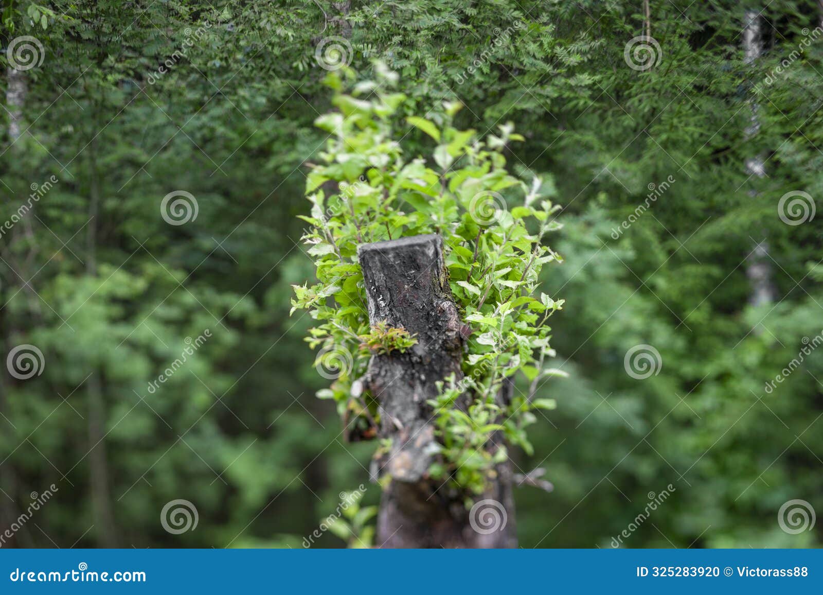 Half cut tree stock photo. Image of tilt, growth, garden - 325283920