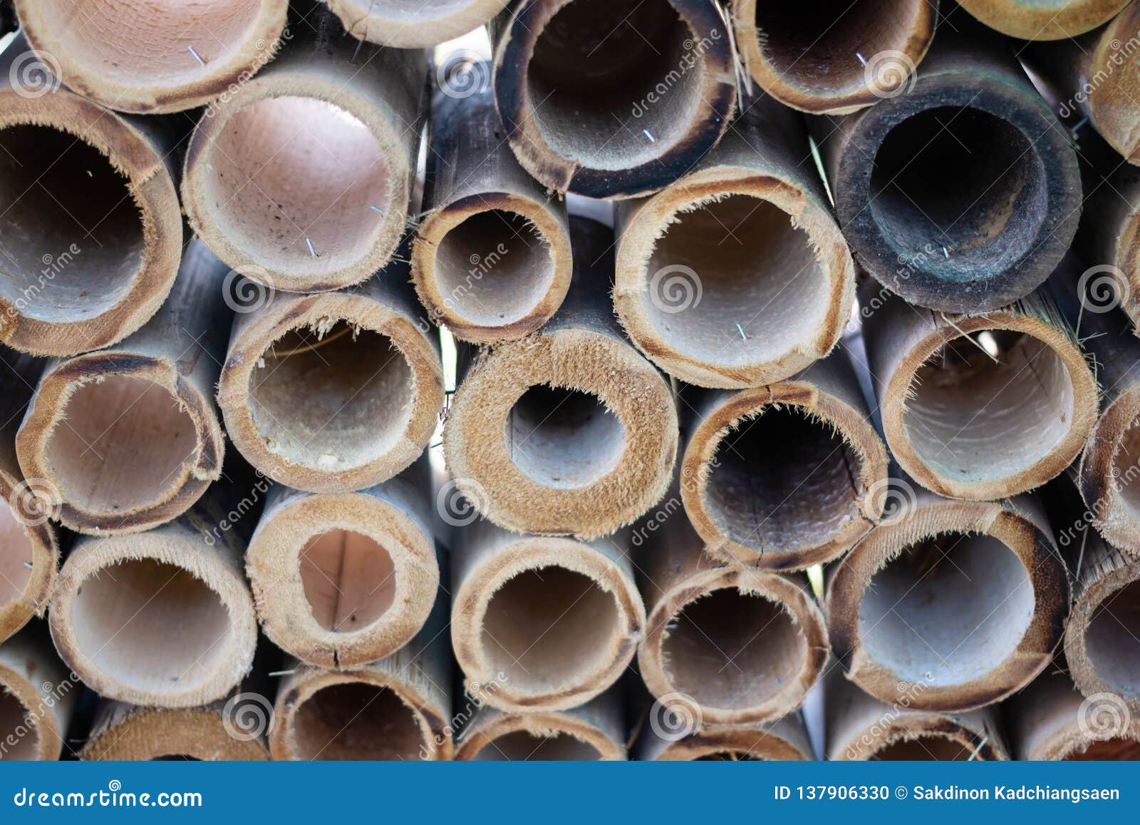 Half cut bamboo stock photo. Image of bamboo, together - 137906330