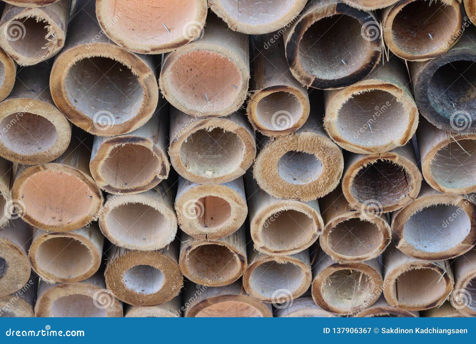 Half cut bamboo stock image. Image of bamboo, beautiful - 137906367