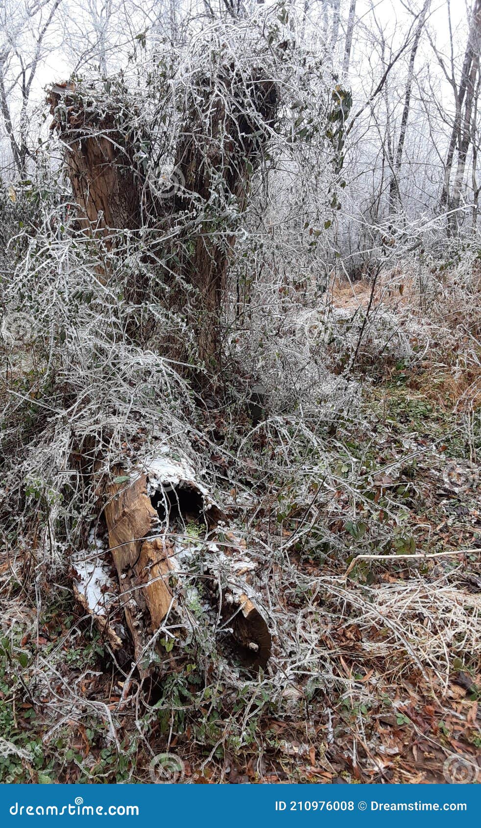 Half Cut Down Tree with Ice on it Stock Photo - Image of autumn, trail ...