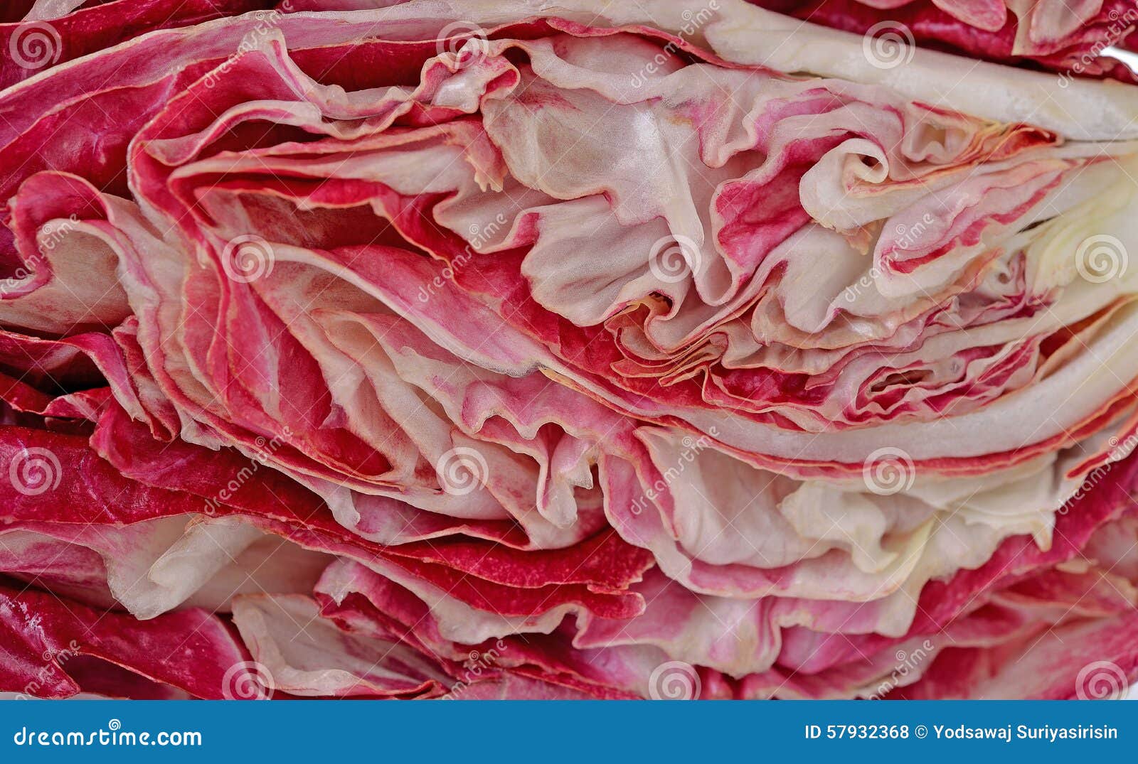 577 Radicchio Pink Stock Photos - Free & Royalty-Free Stock Photos from ...