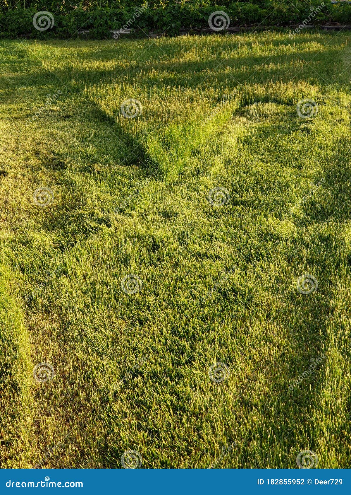 Half Cut Green Lawn in a V Shape Stock Photo - Image of grass, meadow ...