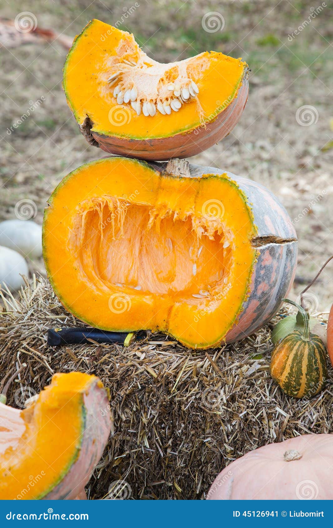 Half cut pumpkin stock image. Image of haystack, open - 45126941