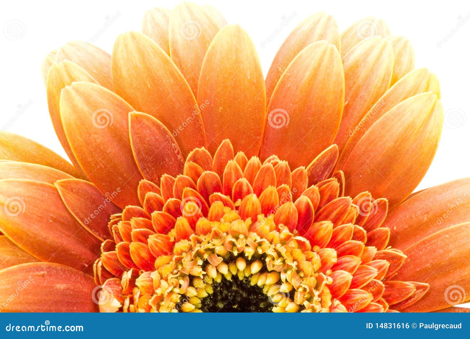 Half daisy stock photo. Image of moisture, botany, color - 14831616