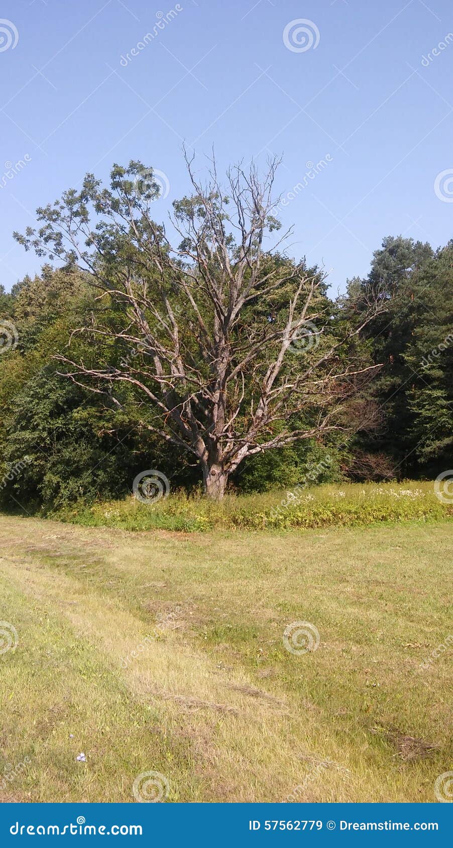Half Dead Oak Stock Photos - Free & Royalty-Free Stock Photos from ...