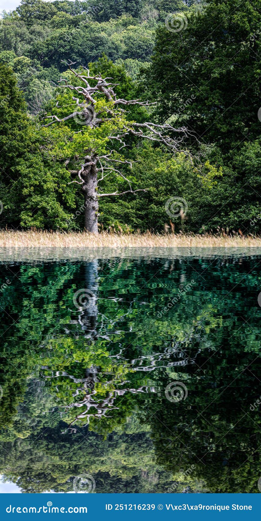 Half Dead Tree on a Lake Shore Stock Image - Image of reflection, view ...