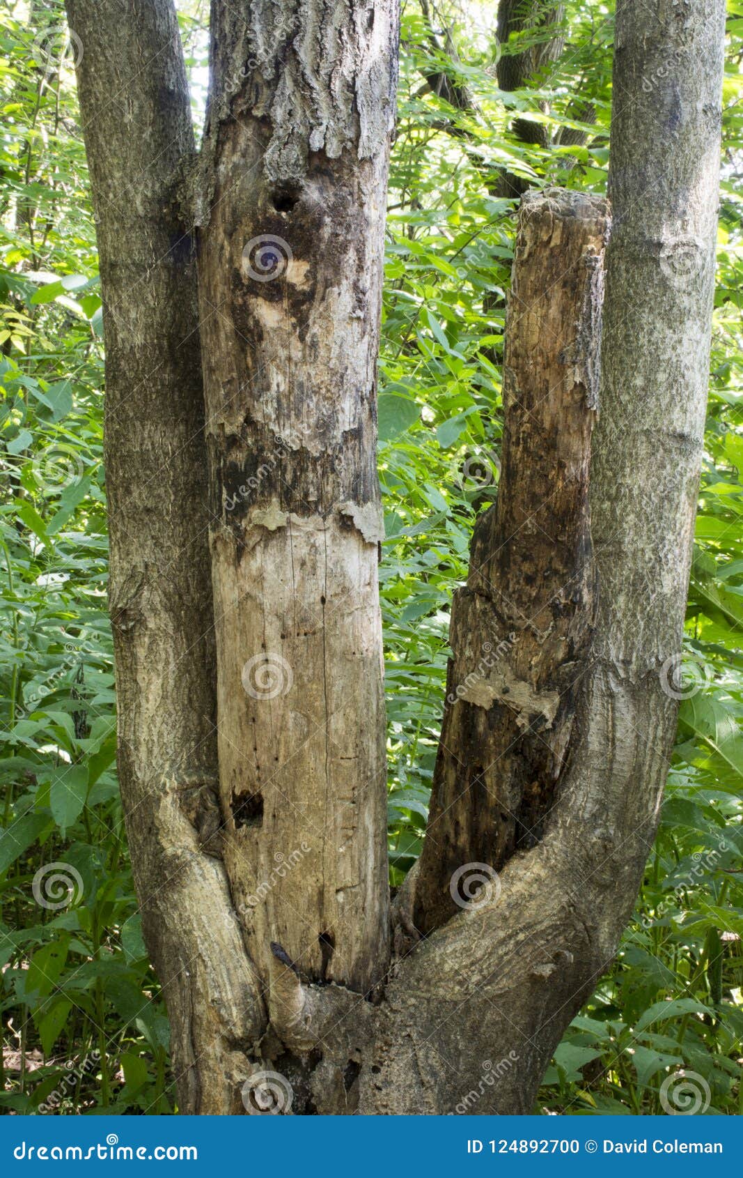 Half dead tree stock photo. Image of leaves, alive, trunk - 124892700