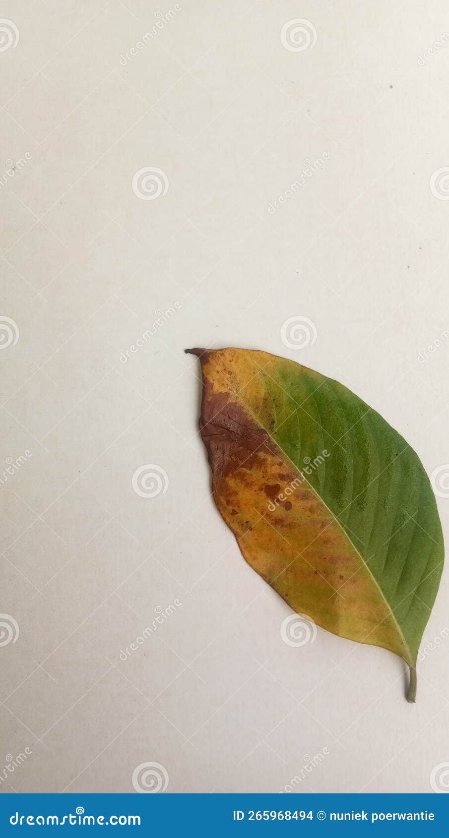 A half dried leaf stock photo. Image of plant, painting - 265968494
