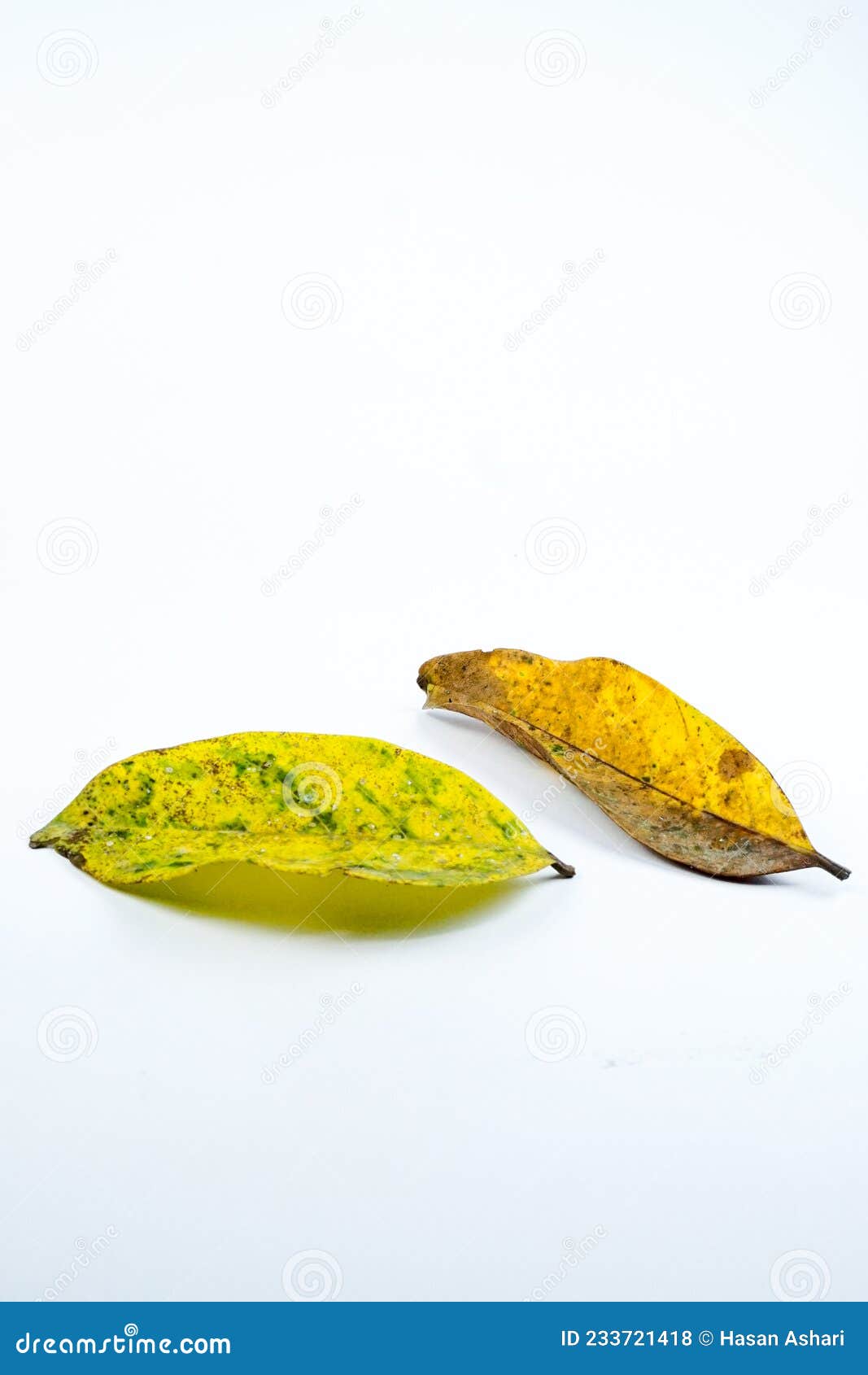 Half Dried Leaves on White Background Stock Photo - Image of dried ...