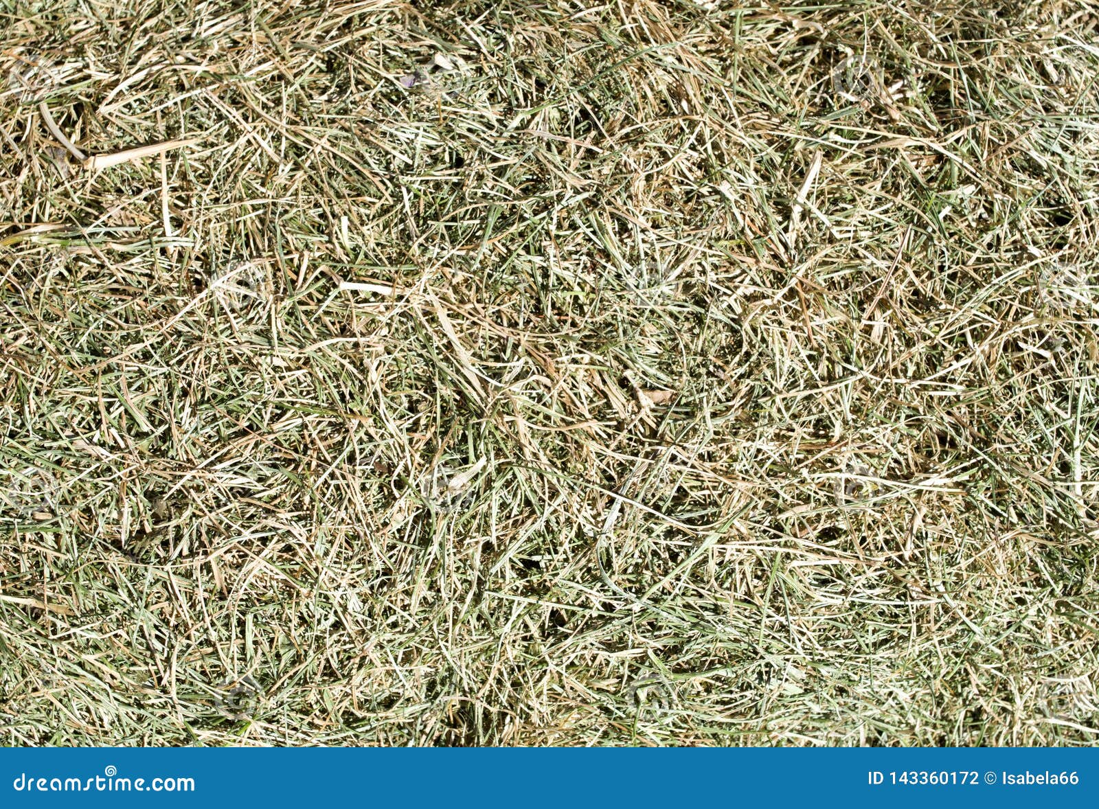 Half-dried Mowed Grass Close Up Stock Photo - Image of pile, plant ...