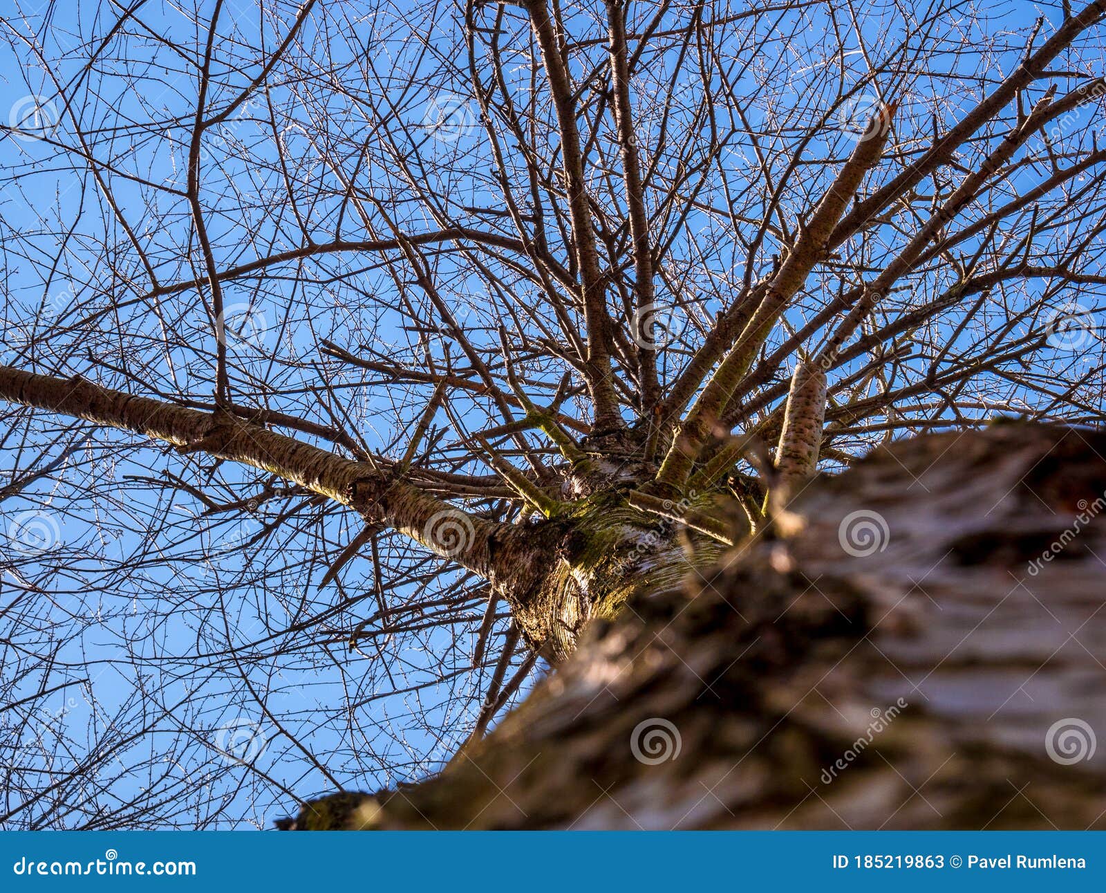 Half-dried Old Wild Cherry Tree - Low Angle View Stock Image - Image of ...