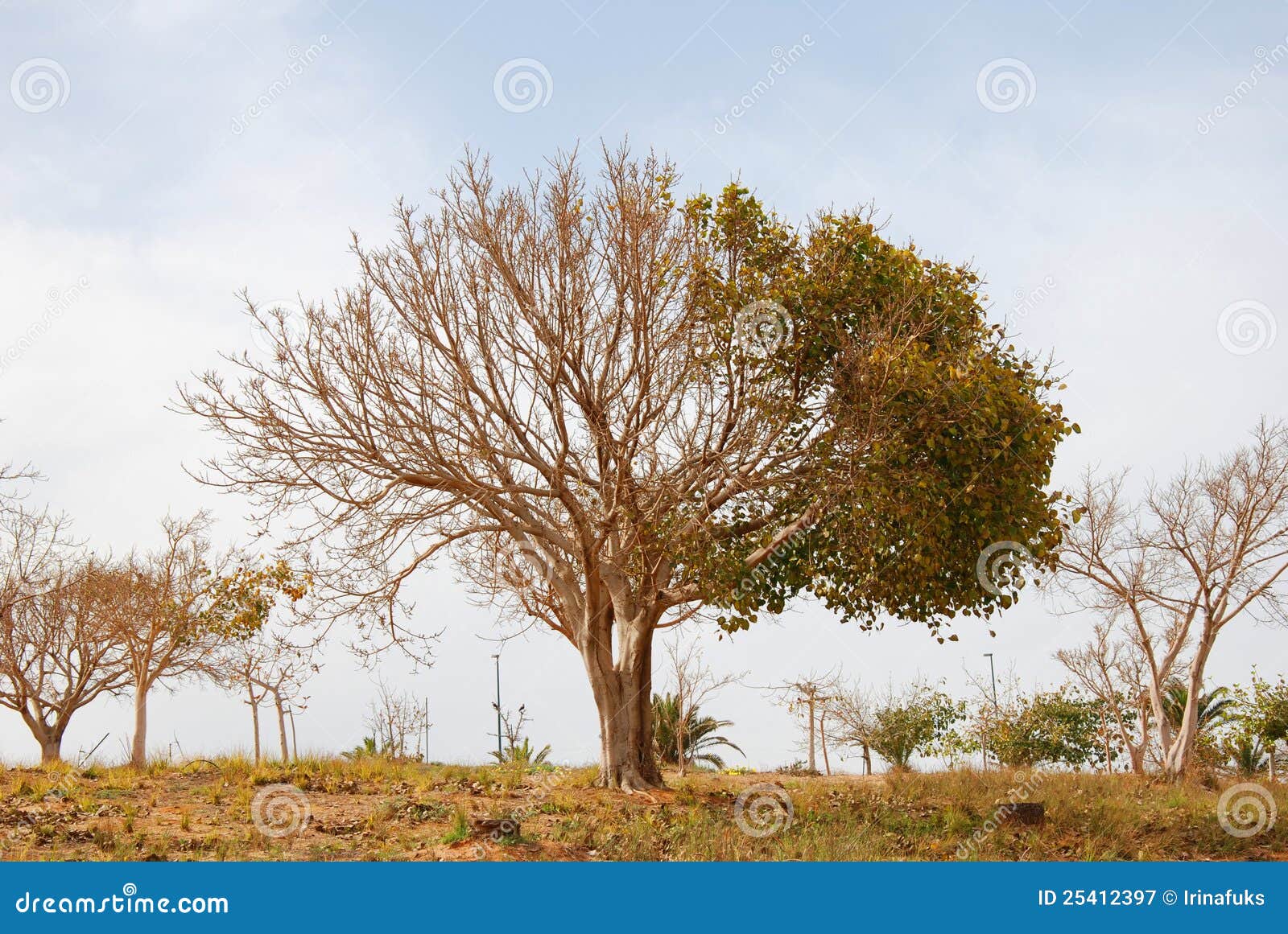 Half dry tree stock image. Image of october, grass, outdoor - 25412397