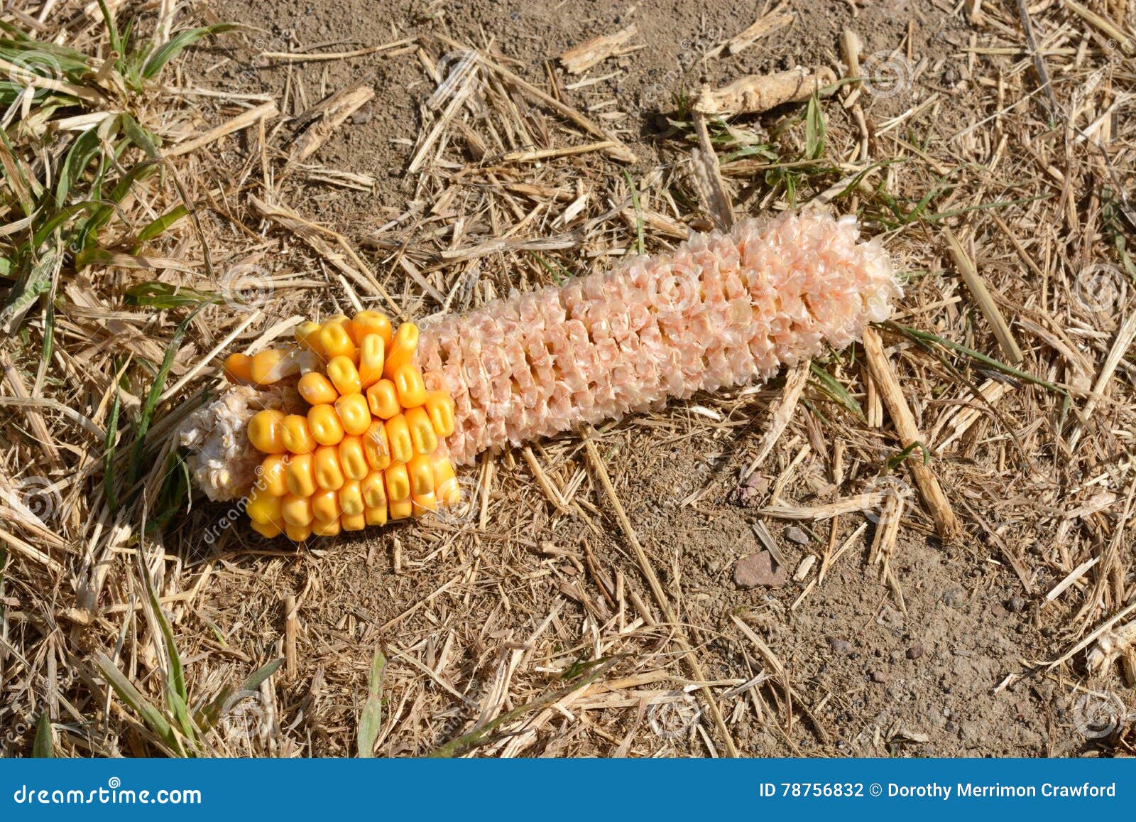 Half eaten corn cob stock photo. Image of bite, autumn - 78756832