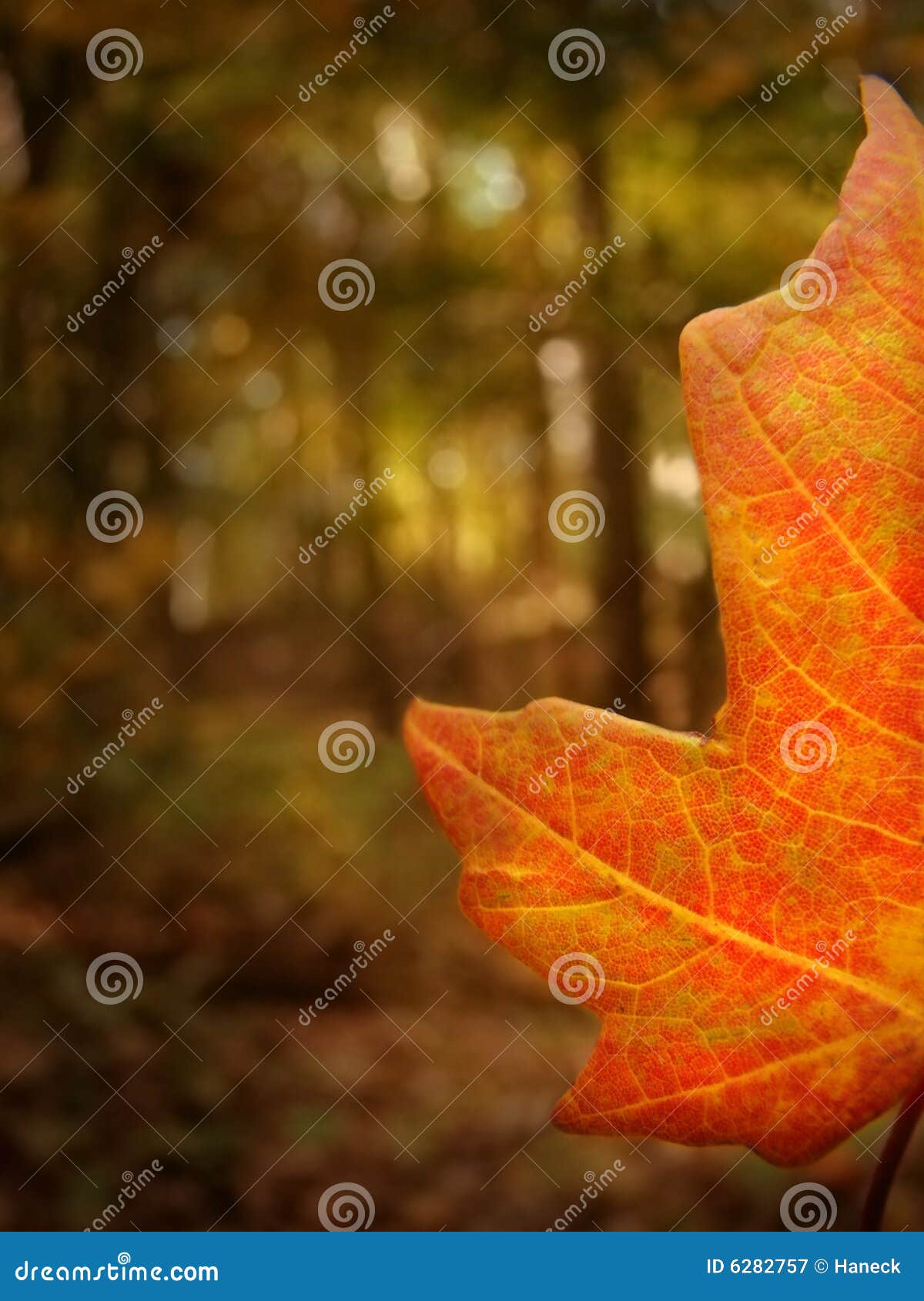 437 Half Maple Leaf Stock Photos - Free & Royalty-Free Stock Photos ...