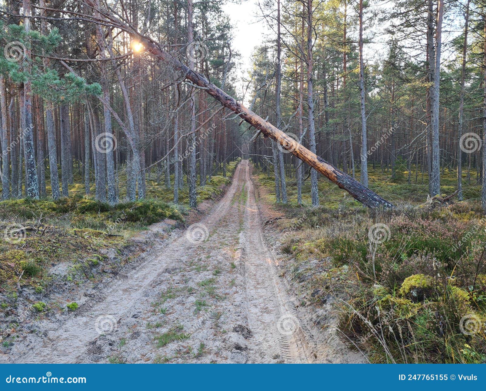 Half Fallen Tree Over Sandy Road Stock Image - Image of green, tree ...