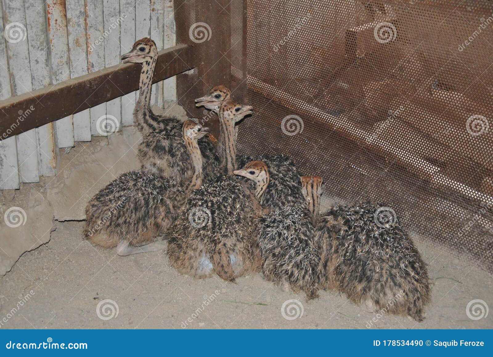 Chicks of Ostrich in a Farm Cage Stock Photo - Image of cage, feet ...