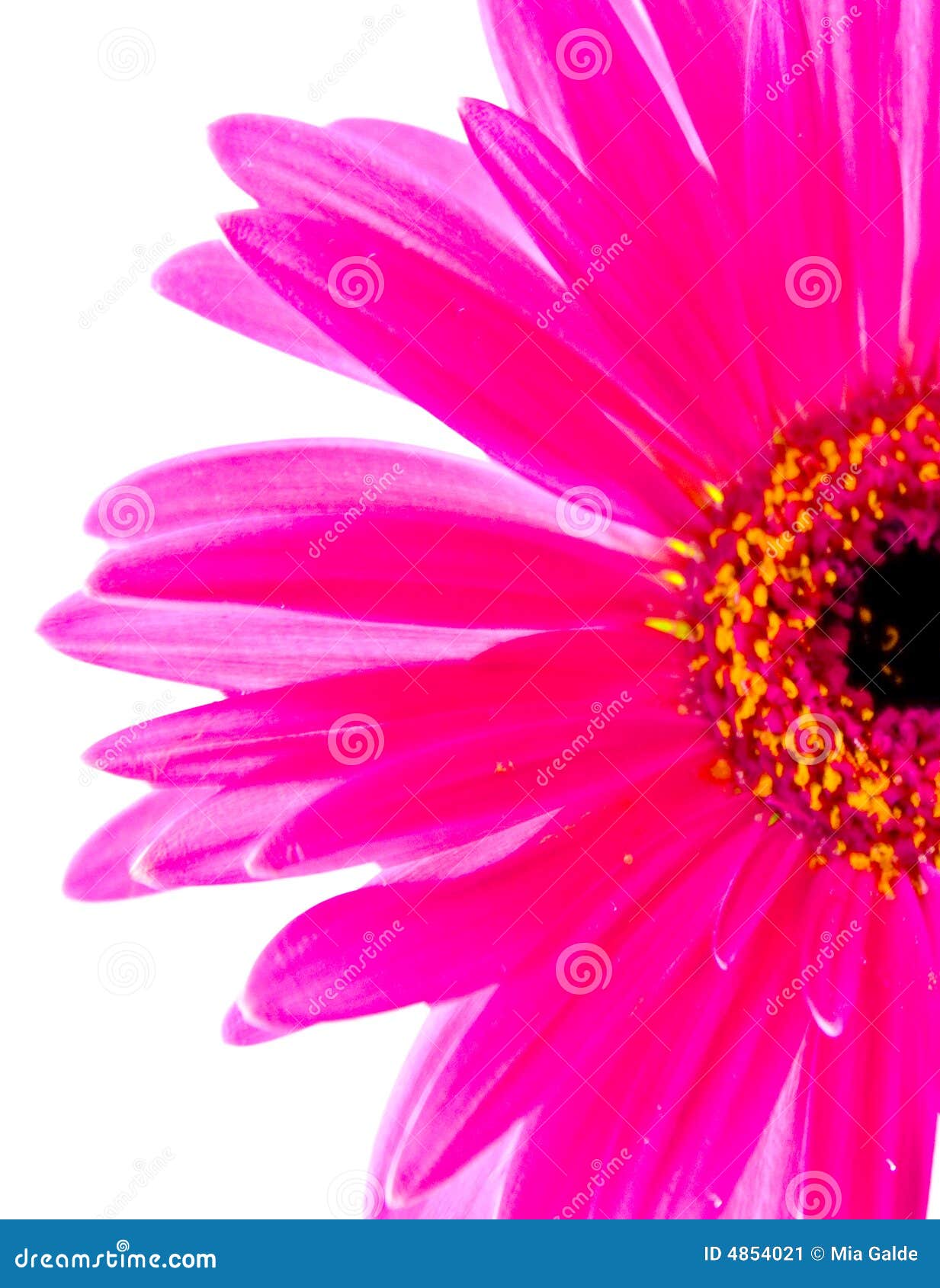 Half a flower stock image. Image of live, nature, background - 4854021