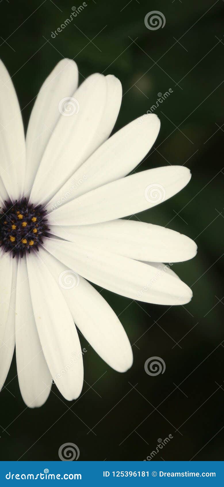 A half flower stock image. Image of green, white, flower - 125396181