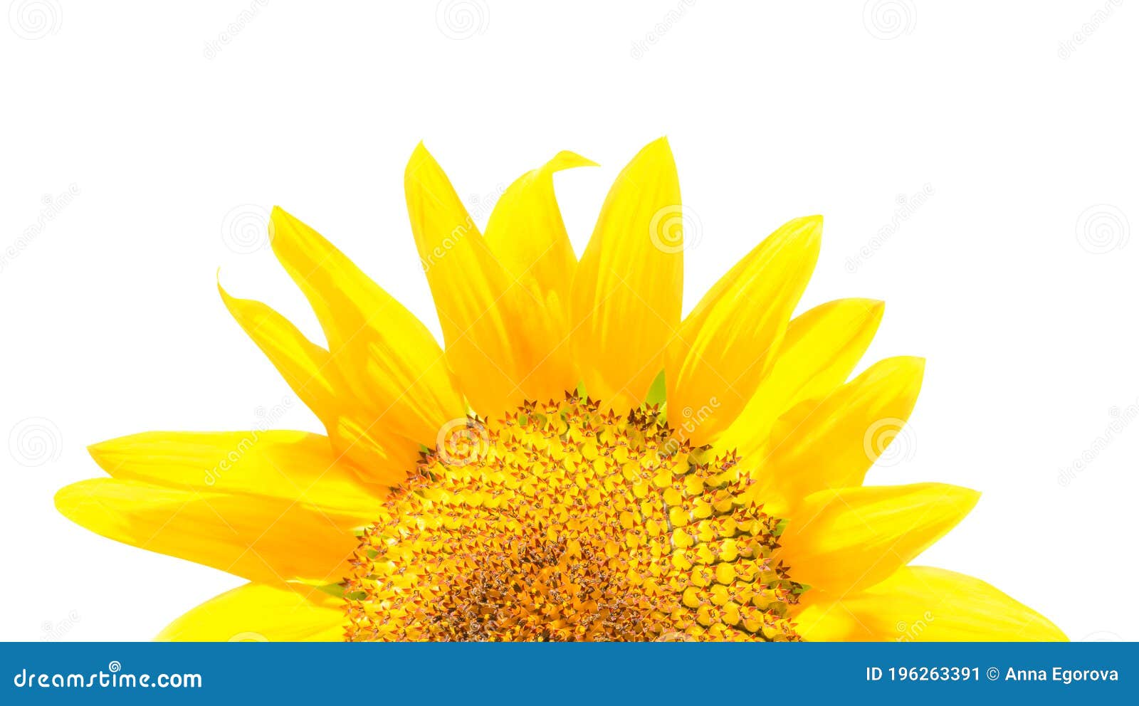 Half flower of sunflower stock image. Image of people - 196263391