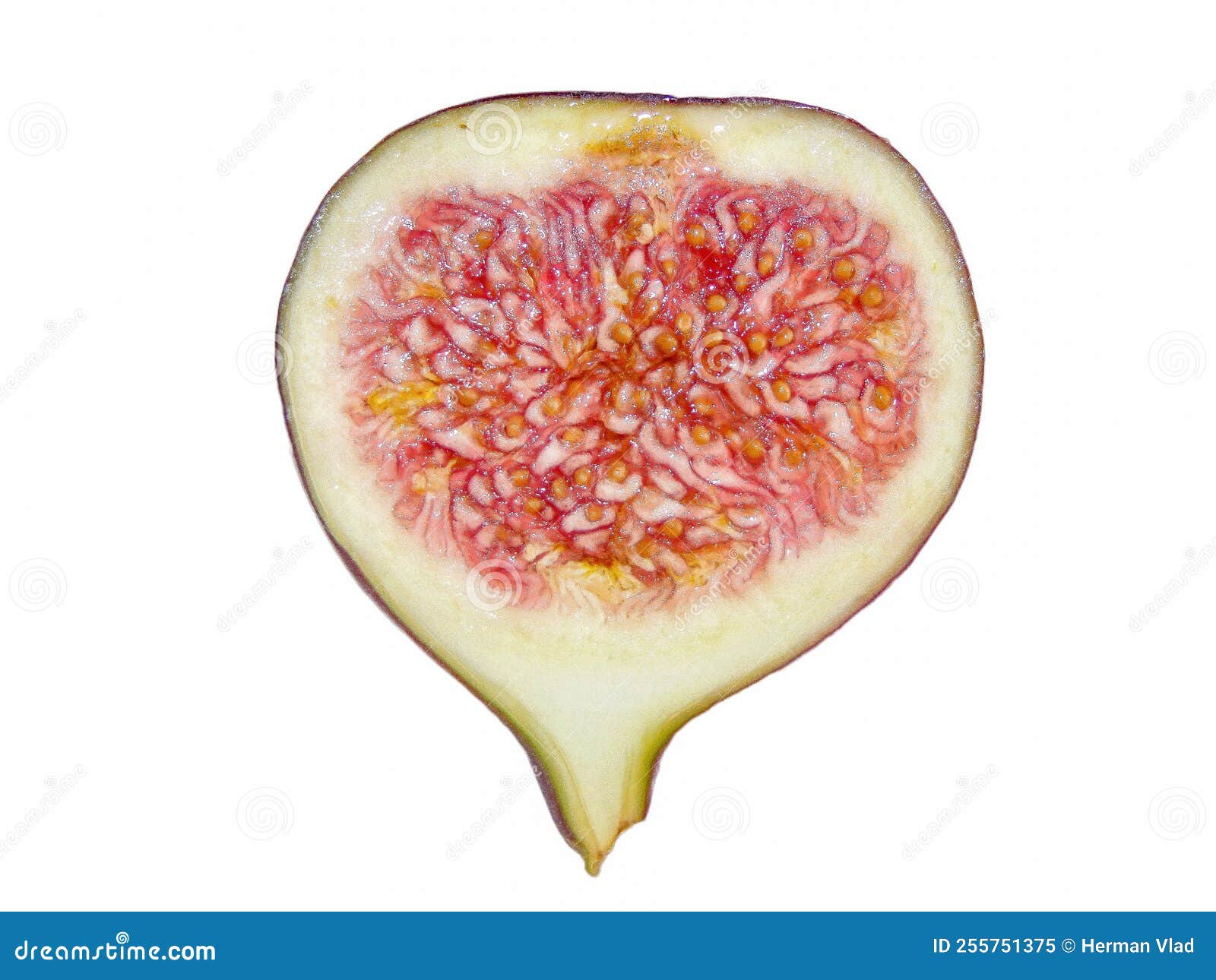 Half of a Fresh Fig. Fig Isolated on White Stock Image - Image of ...
