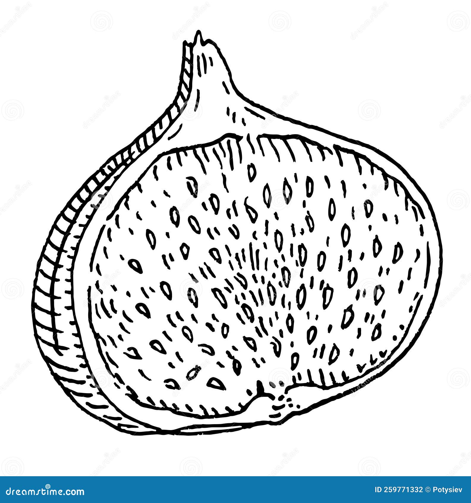 Half Fresh Fig. Vector Black Vintage Engraving Illustration Stock ...