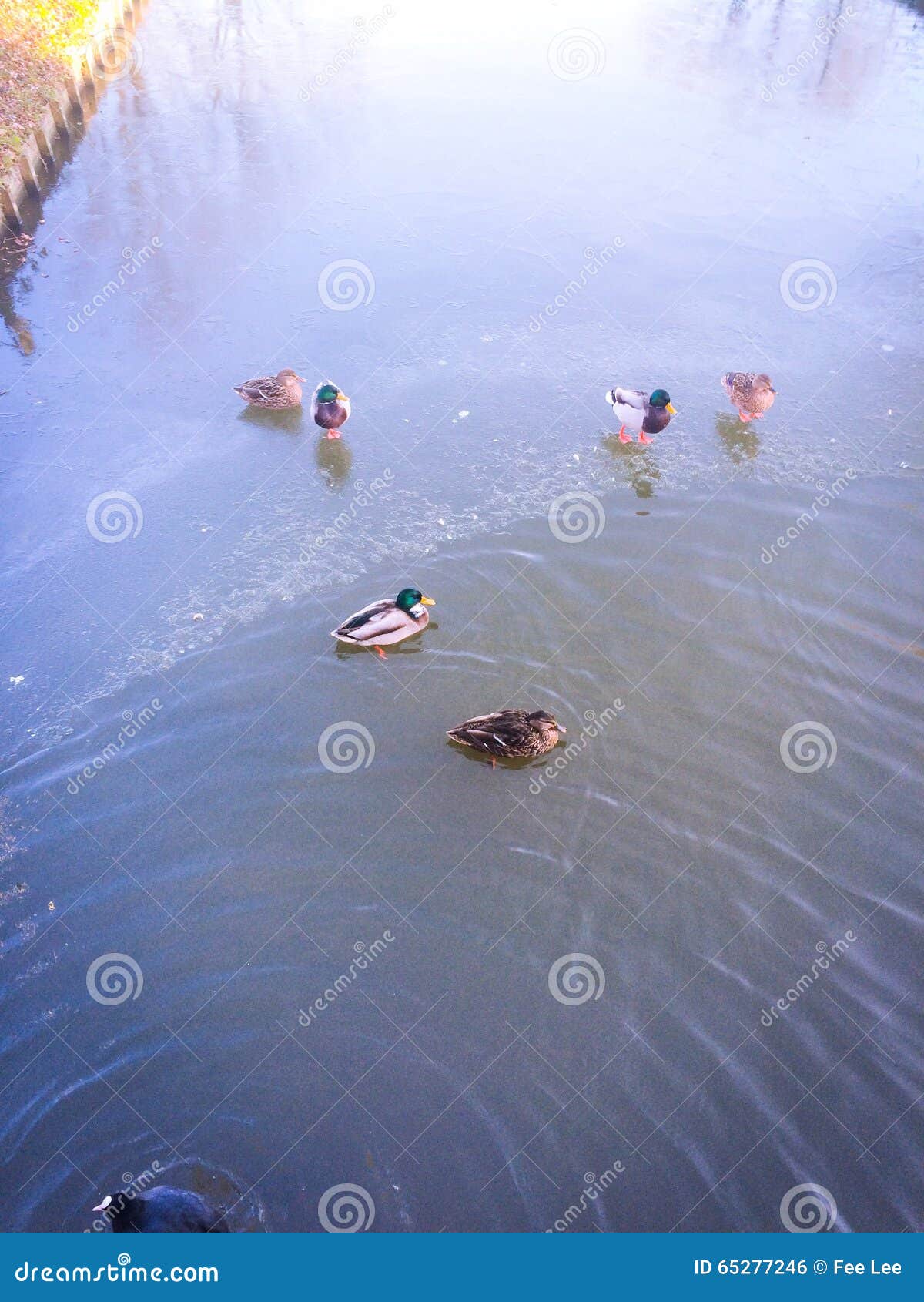 Half frozen ditch editorial photo. Image of ducks, duck - 65277246