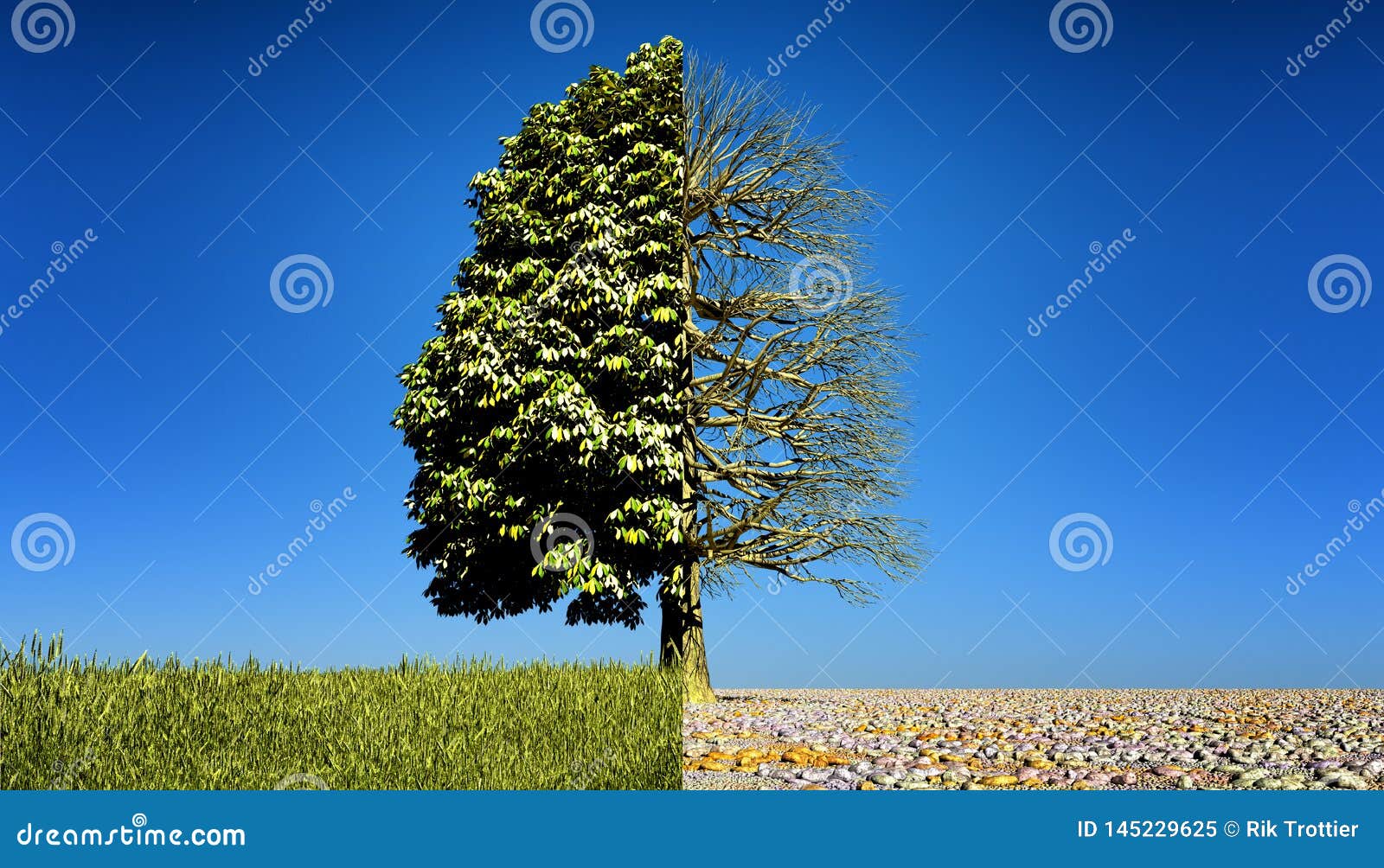 Half green half bare tree. stock illustration. Illustration of bare ...
