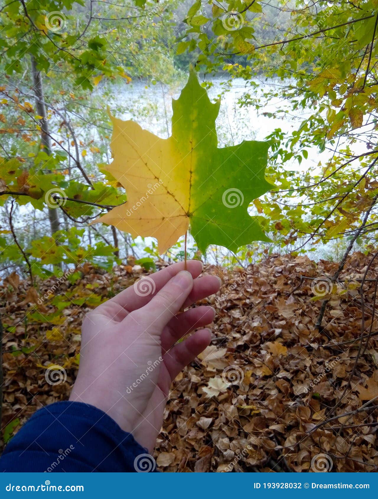 Half Green Half Yellow Maple Leaf Stock Photo - Image of forest, season ...