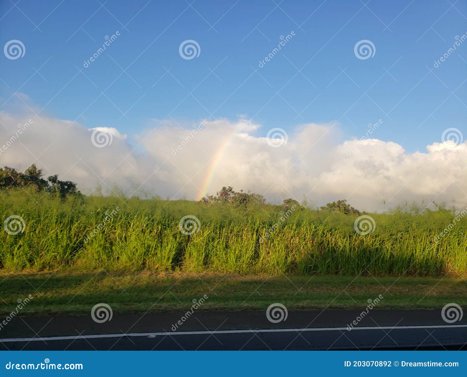Half Hawaiian Rainbow stock photo. Image of agriculture - 203070892